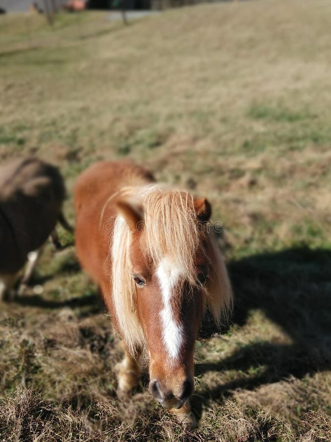 Pony stock photo. Image of farm, lake, cabin, watauga - 105969420