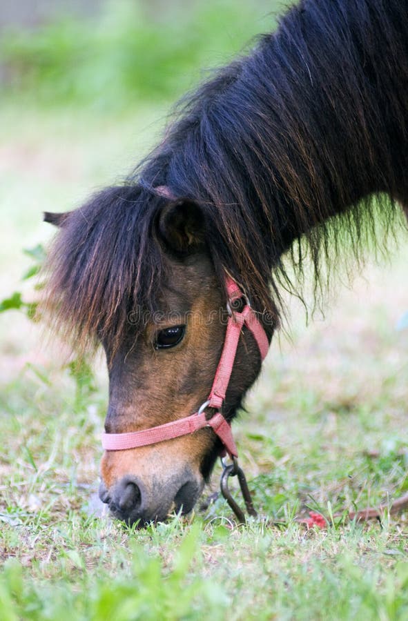 Pony portrait stock photo. Image of closeup, adults, corral - 14273728