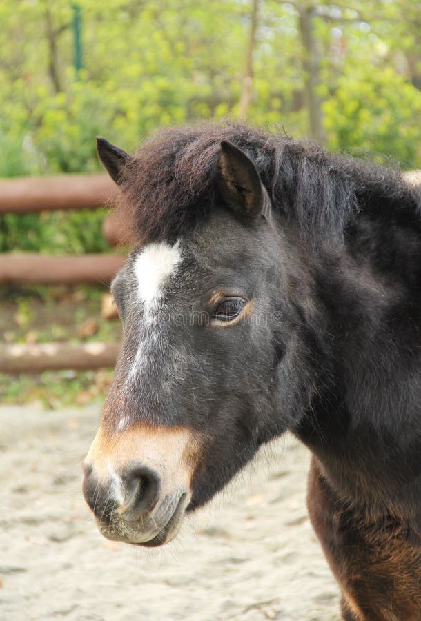 Pony stock photo. Image of cute, welfare, animal, farm - 91098164