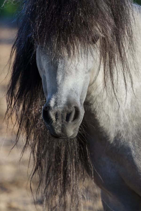 Grey Pony Stallion Run at Sunset Stock Image - Image of herd, light ...