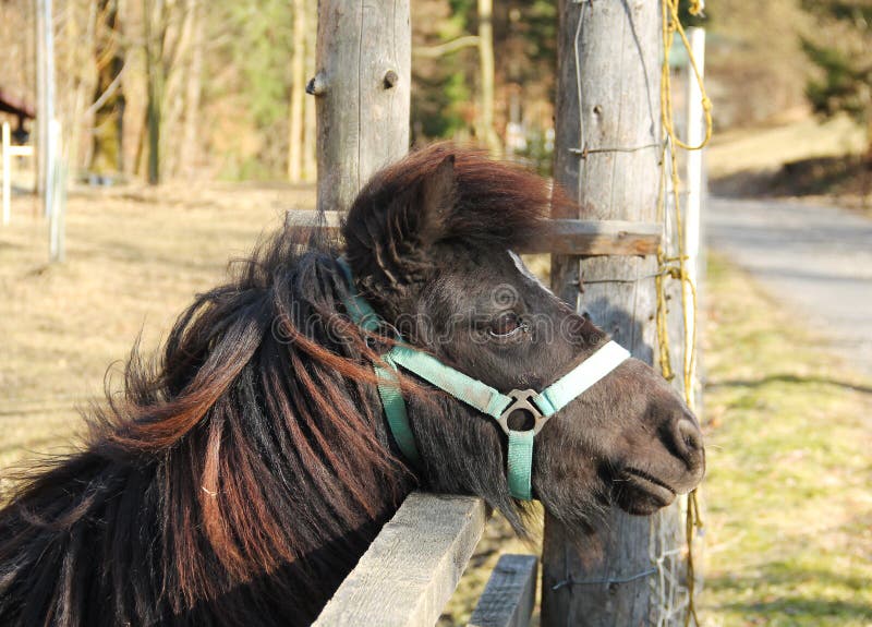 Pony stock photo. Image of brown, dark, nose, nice, pony - 87776272