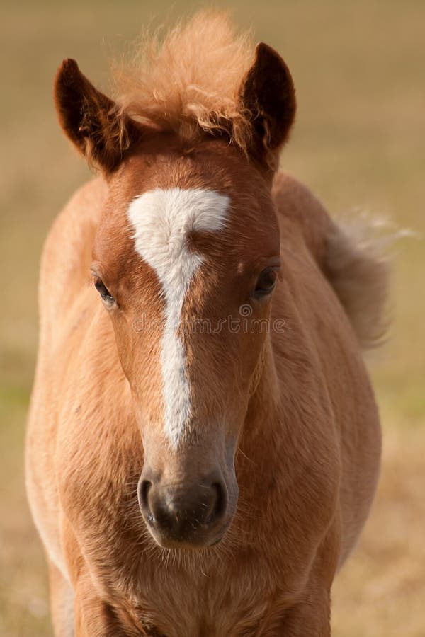 Pony portrait stock photo. Image of colt, mammal, riding - 52135754