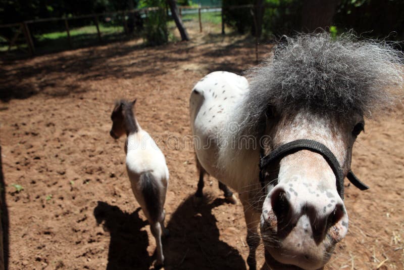 Pony and Puppy stock photo. Image of field, miniature - 25561580