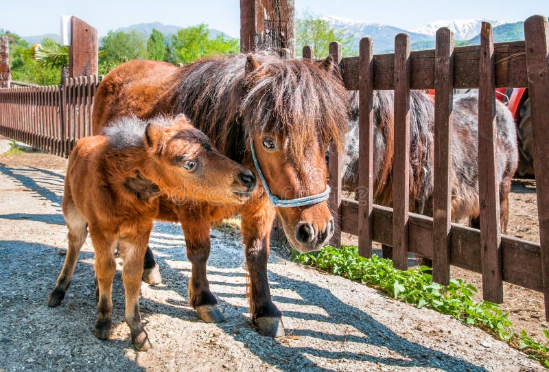 Pony puppy with Mom stock photo. Image of family, baby - 40882662