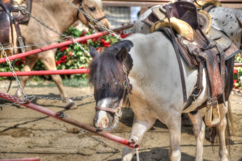 597 Pony Around Horses Stock Photos - Free & Royalty-Free Stock Photos ...