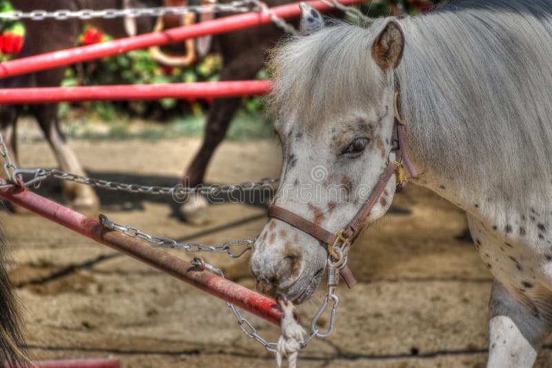 Pony Ride, Shetland Ponies Walking Around the Pony Wheel Stock Photo ...