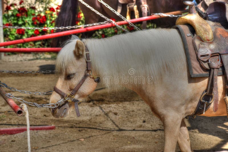 Pony Ride, Shetland Ponies Walking Around the Pony Wheel Stock Image ...