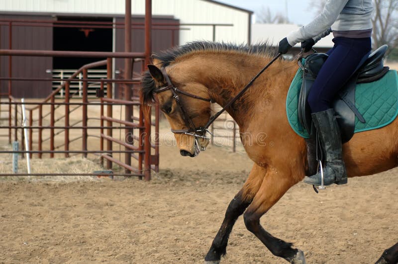 Pony Rider stock image. Image of pony, action, barn, sweating - 2216139