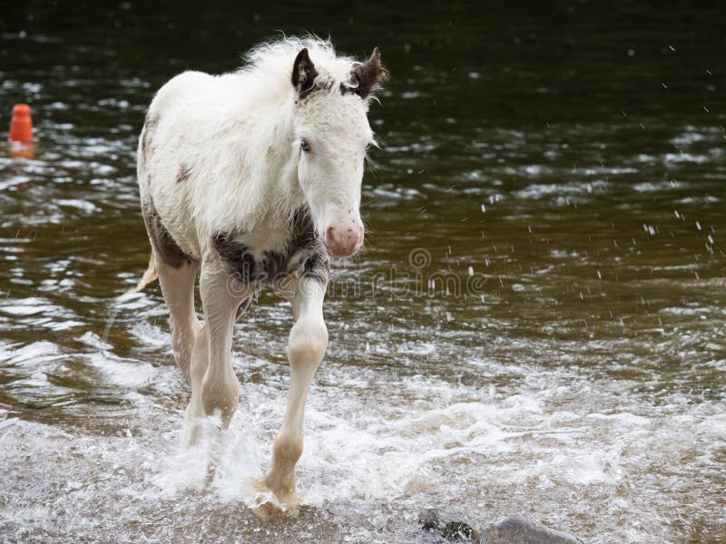 Pony in River stock photo. Image of foal, outdoor, horses - 55651656