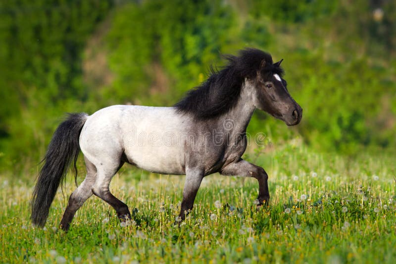 Grey Pony Stallion Run at Sunset Stock Image - Image of herd, light ...