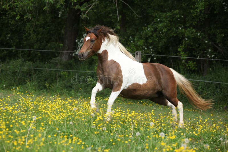 Friesian Horse Running in Yellow Flowers on Pasturage Stock Image ...