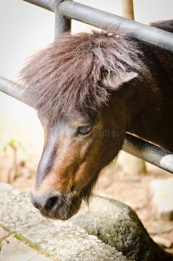 Pony s Head stock image. Image of life, still, peeping - 24757973