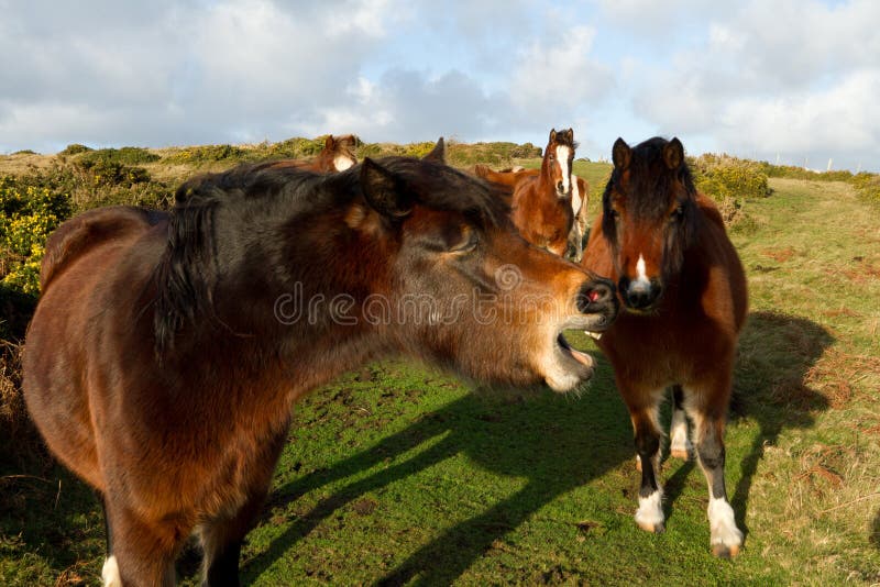 Pony showing teeth. stock image. Image of horses, grass - 22668047