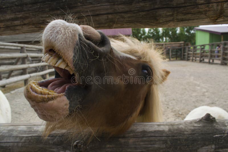 Pony shows teeth stock photo. Image of green, field, cute - 96835032