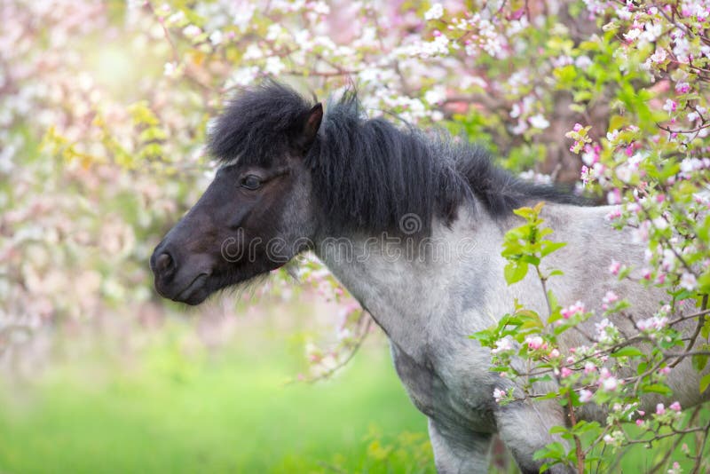 Pony in Spring Blossom Tree Stock Photo - Image of face, sorrel: 119321630
