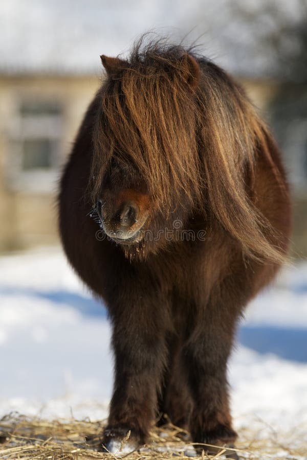 Pony stand in a yard stock photo. Image of horse, winter - 49312062
