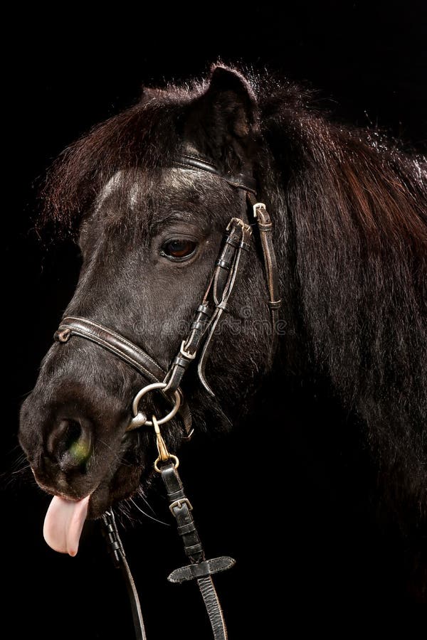 Pony Stick Out Tongue on Black Background Stock Image - Image of happy ...