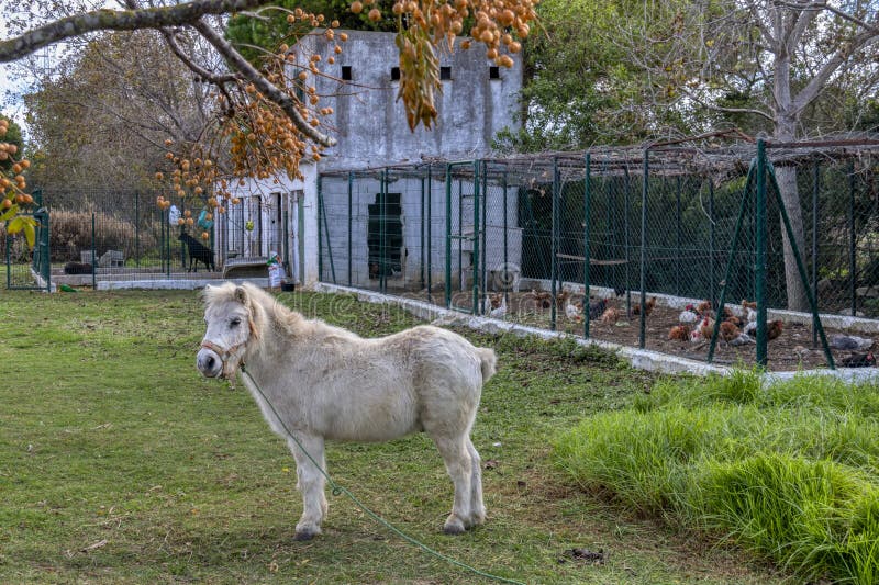 Pony on a sustainable farm stock image. Image of horse - 300486845