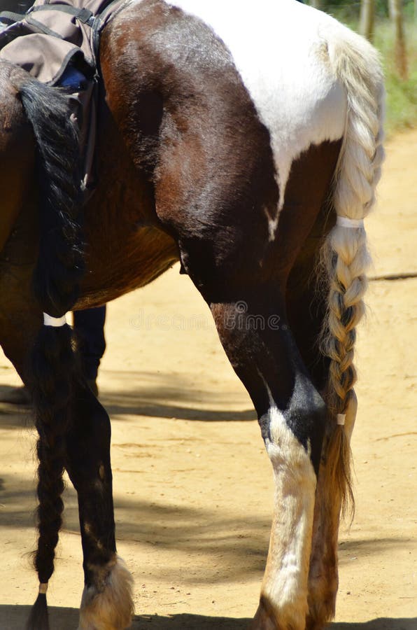 The Pony Tail with Braid Hairstyle Stock Photo - Image of mammal, mane ...
