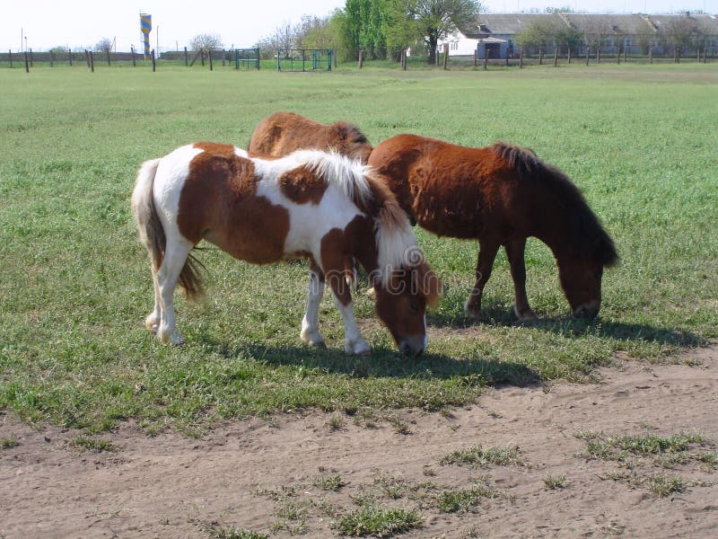 Pony stock photo. Image of mammal, farm, mane, animals - 94527132