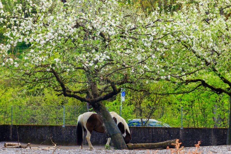 Pony Under Blooming Apple Tree in Garden at Spring Stock Photo - Image ...