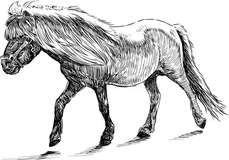 Pony Illustration, Drawing, Engraving, Ink, Line Art, Vector Stock ...