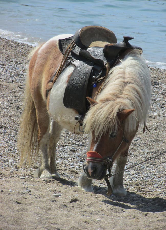 Pony Walking on the Beach by the Sea Stock Image - Image of small ...