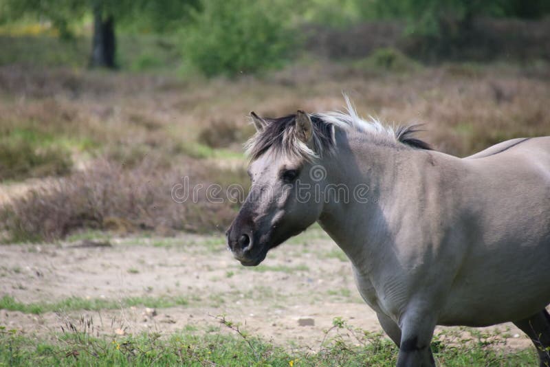 Pony walking in the park stock photo. Image of meadow - 257705370