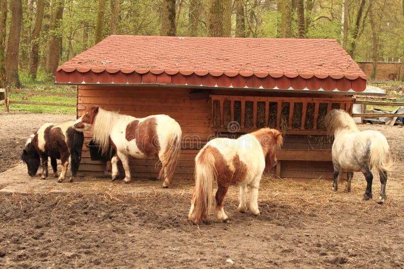 Pony in the zoo stock image. Image of braid, village - 13817627