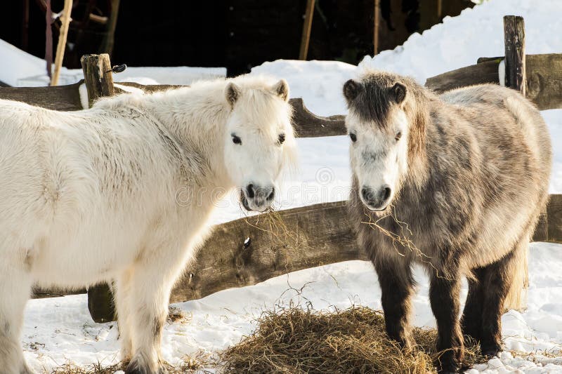 Zwei nette Ponys stockfoto. Bild von nett, obacht, tür - 84378272