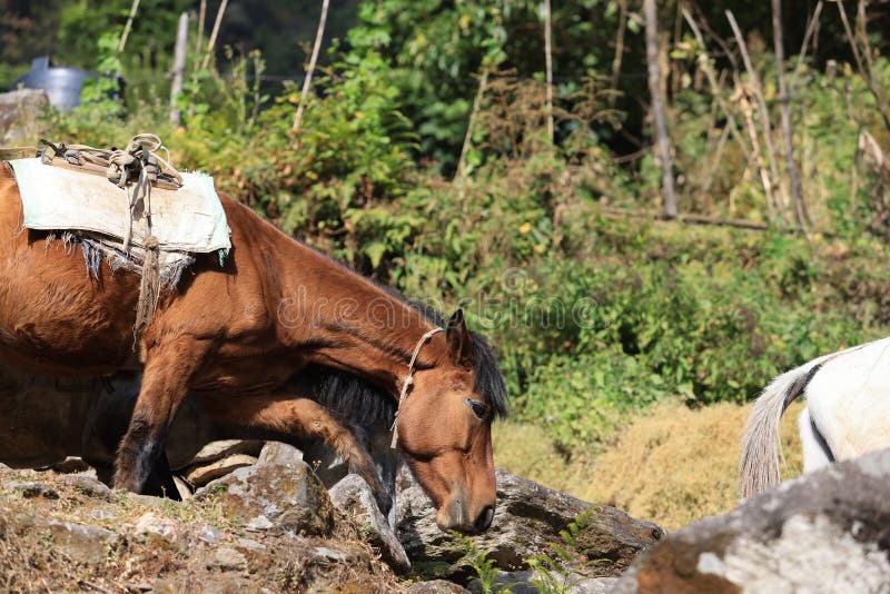 Ponys are Ready for Carrying the Goods in Nepal Stock Image - Image of ...