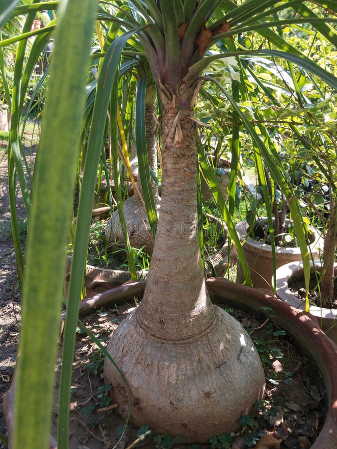 Ponytail Palm Trunk Closeup View Stock Image - Image of planter ...