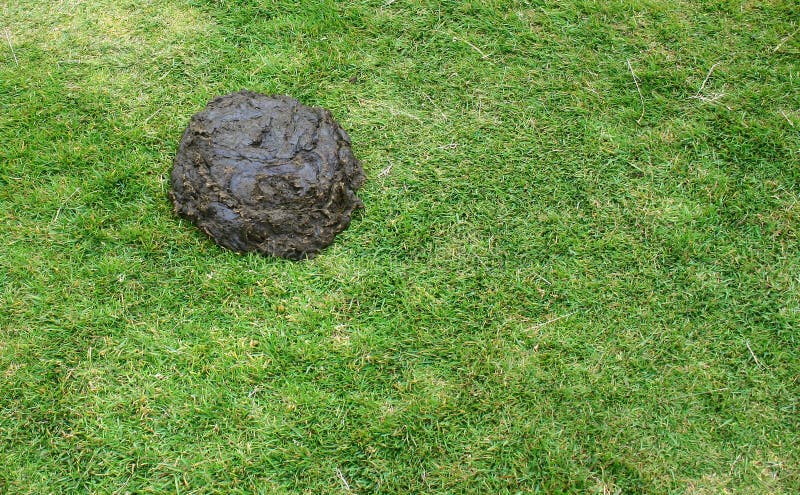Poo na grama imagem de stock. Imagem de excremento, fresco - 5685179