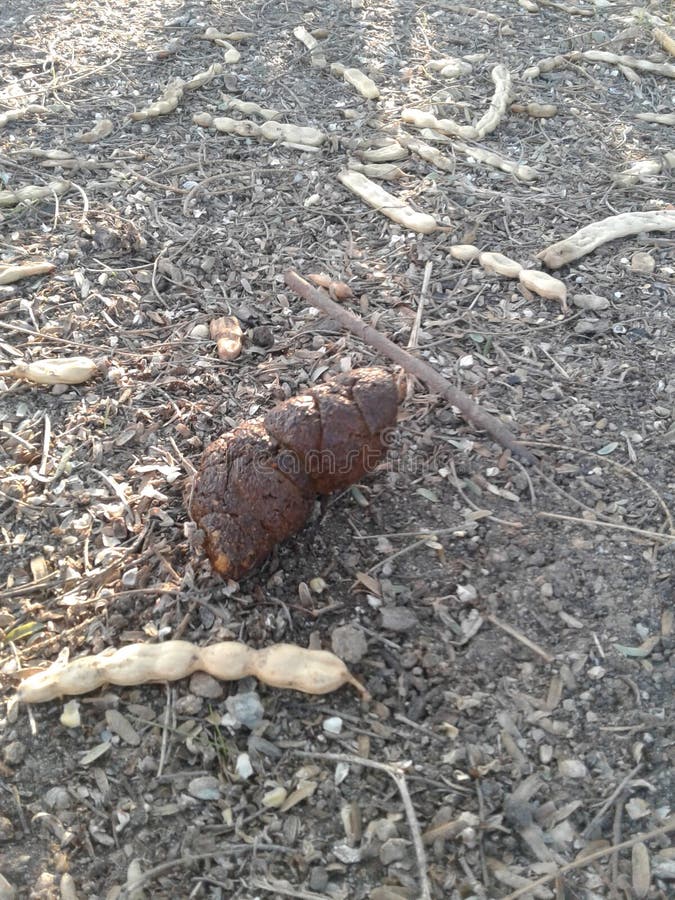 Poo poo stock image. Image of gross, ground, poop, dirt - 82215621