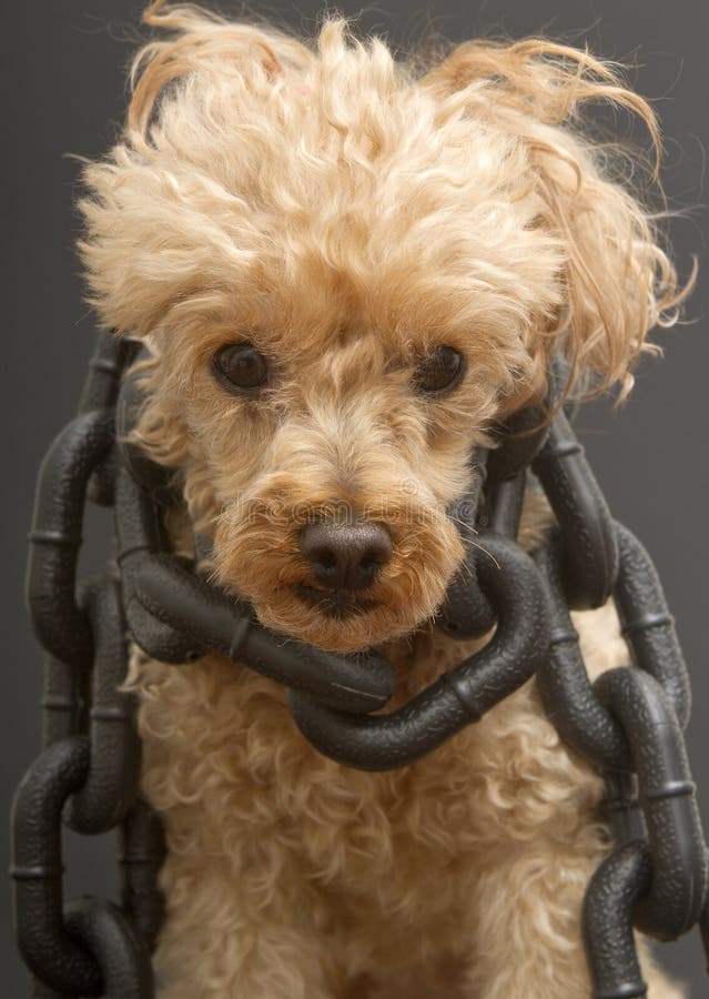 Pooch in a Big Chain stock photo. Image of isolated, poodle - 26653316