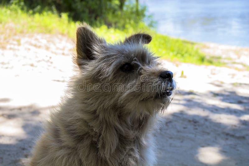 Pooch dog. Ash-colored stock image. Image of chihuahua - 123854387