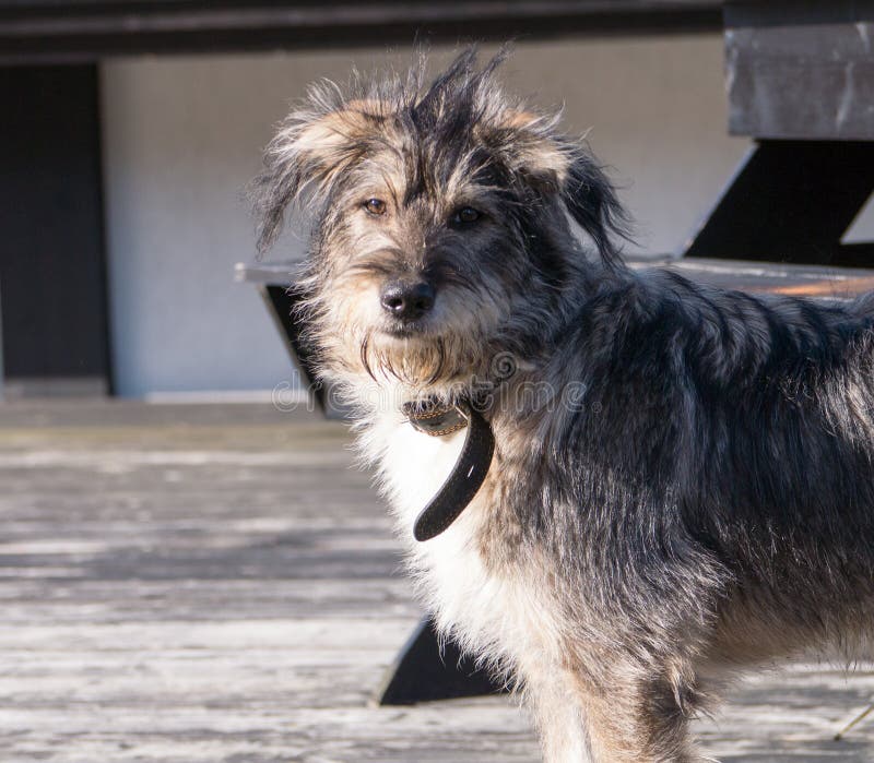 Pooch stock photo. Image of affection, shaggy, structure - 54860234