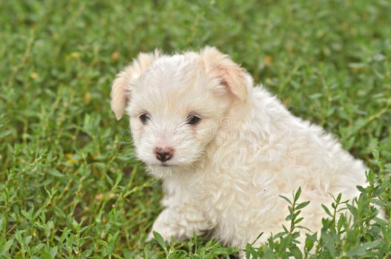 Pooch stock photo. Image of baby, hound, friendship, brown - 39818278