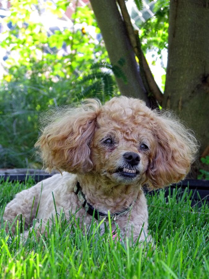 Poodle stock photo. Image of backyard, puppy, mammal - 10976512