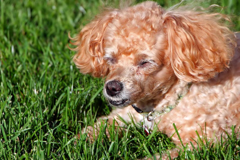 Poodle stock photo. Image of grass, breed, nose, animal - 11771552