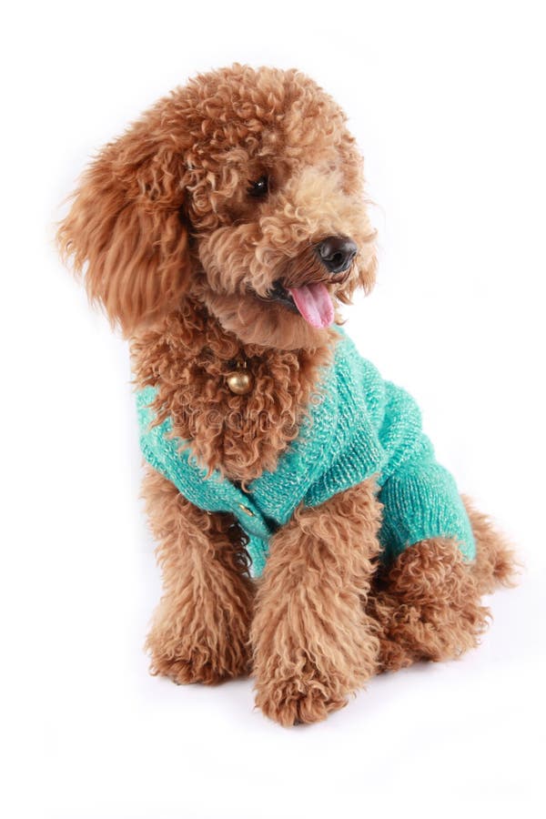 Howling Dog stock image. Image of terrier, cute, behaviour - 510903