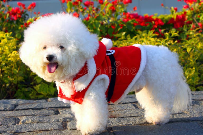 236 Poodle Wearing Clothes Stock Photos - Free & Royalty-Free Stock ...