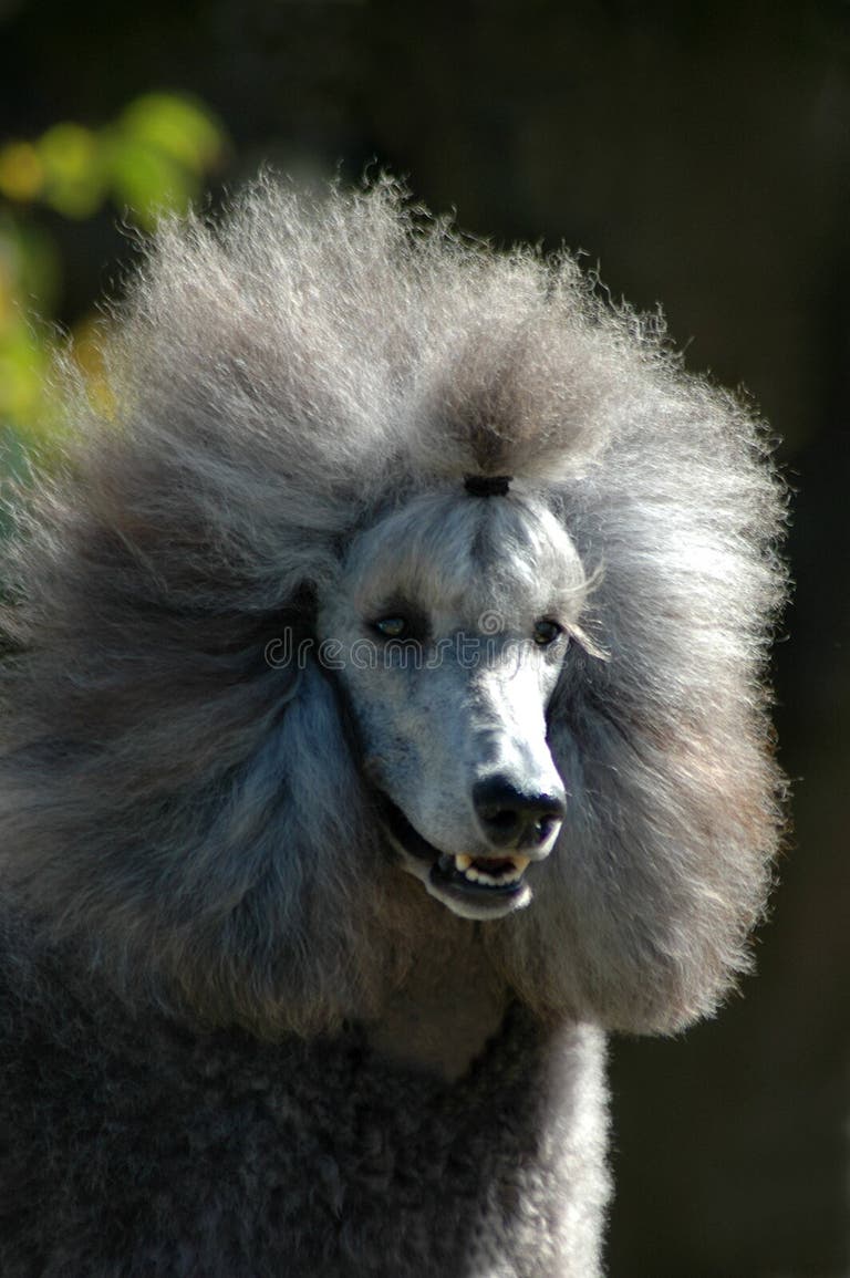 4,764 Dog Poodle Face Stock Photos - Free & Royalty-Free Stock Photos ...