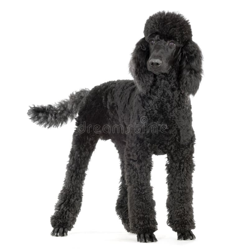 Chinese Crested Dog Portrait. Stock Image - Image of posed, breed: 2045353