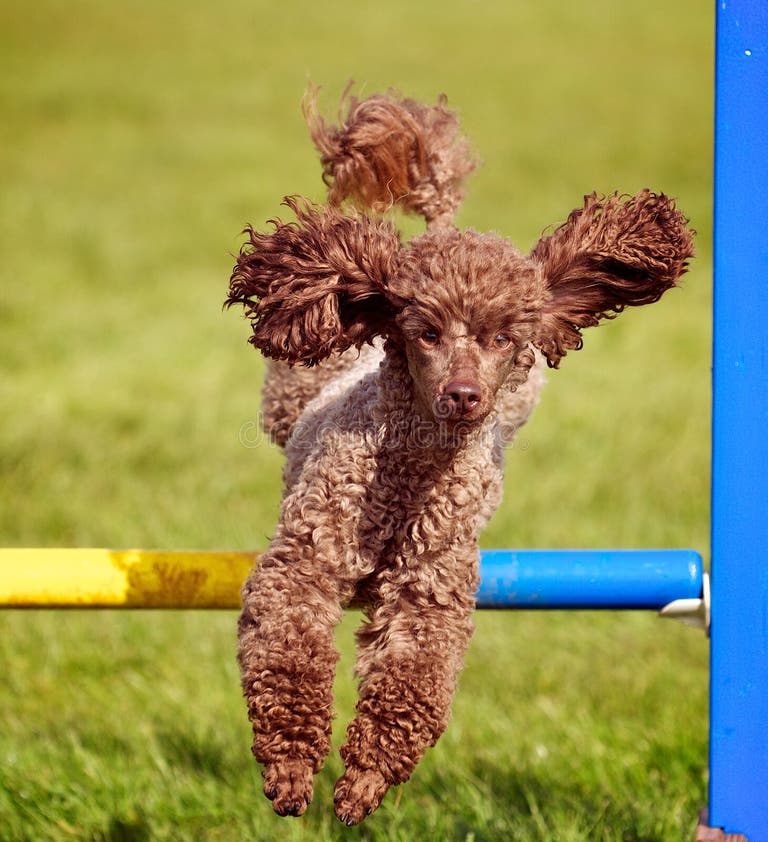 1,307 Jumping Poodle Stock Photos - Free & Royalty-Free Stock Photos ...