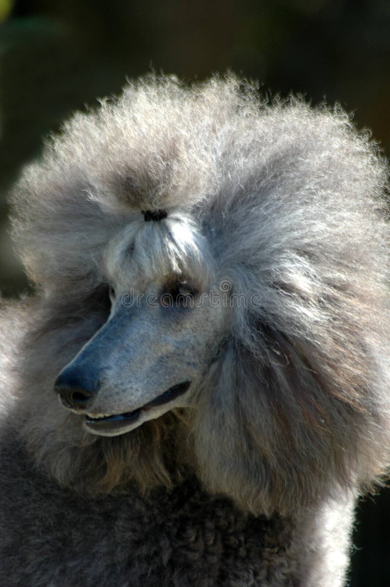 629 Poodle Profile Stock Photos - Free & Royalty-Free Stock Photos from ...