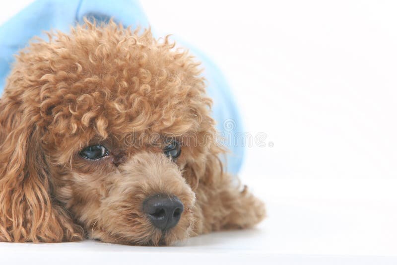 Toy Poodle with a Sad Expression 2 Stock Image - Image of sitting ...