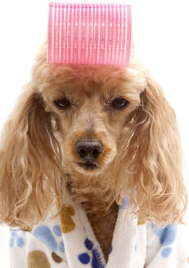 Big Pink Curler stock image. Image of animal, curlers - 30020171