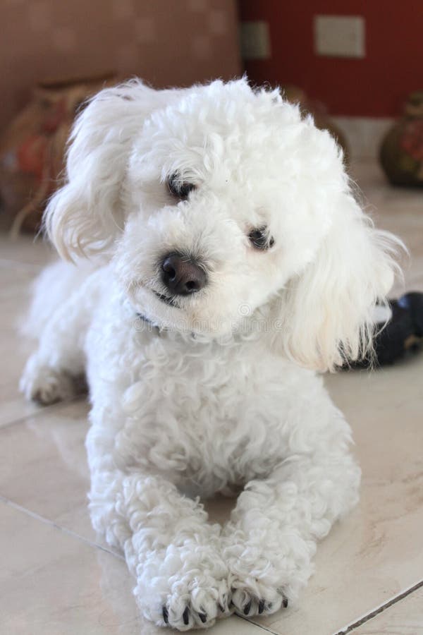 Beautifull Poodle Nose Texture Stock Photos - Free & Royalty-Free Stock ...