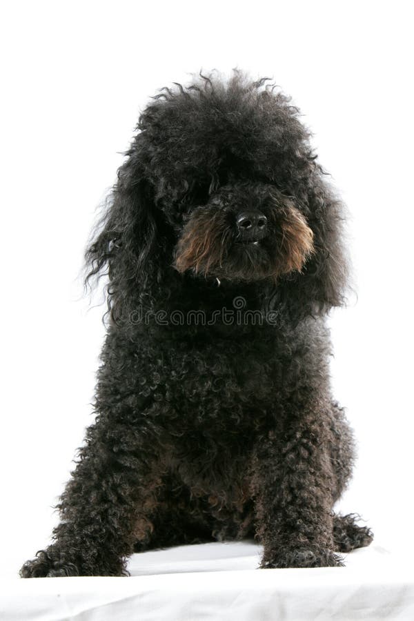 Fat Poodle Stock Photos - Free & Royalty-Free Stock Photos from Dreamstime